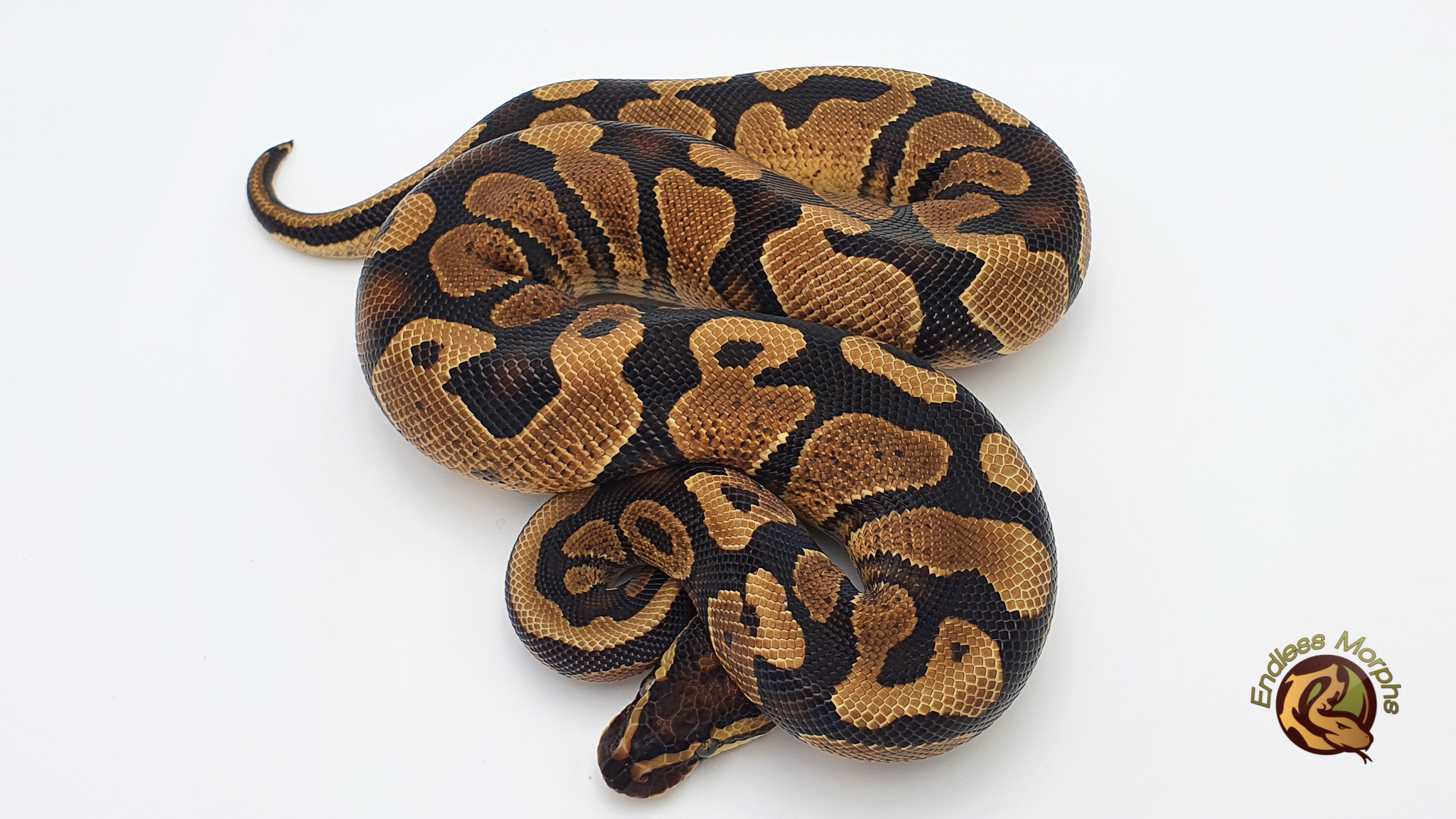 Königspython kaufen - Phantom Yellow Belly - Endless Morphs Königspython Züchter aus Baden ...