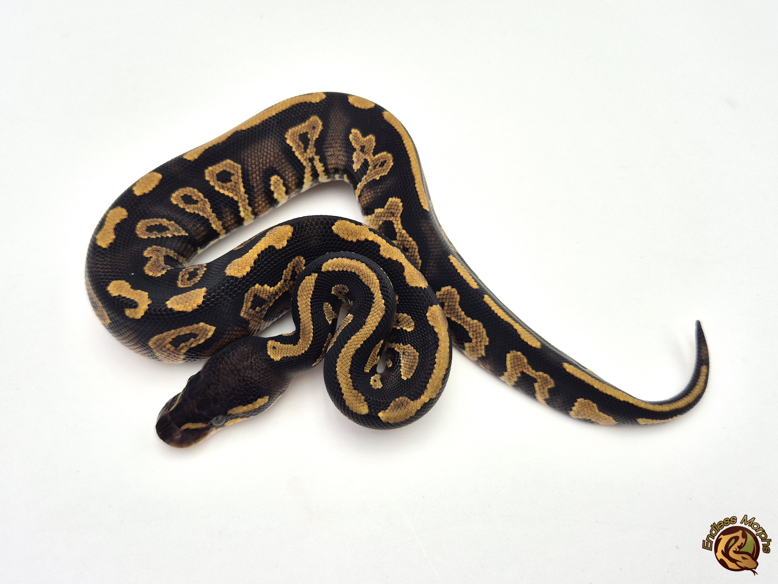 Königspython kaufen - Het Red Axanthic Yellow Belly - Endless Morphs ...