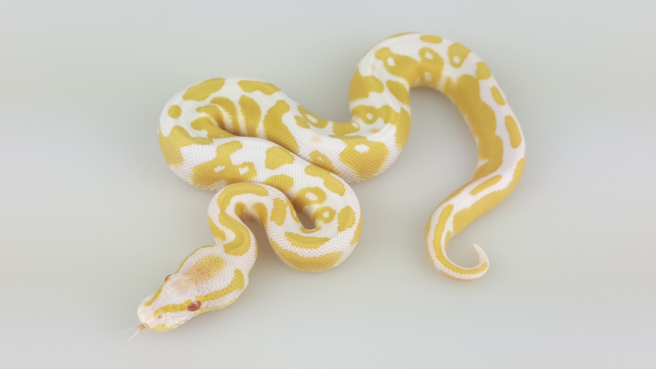 Endless Morphs Königspythons - Informationen zur Haltung von Königspythons