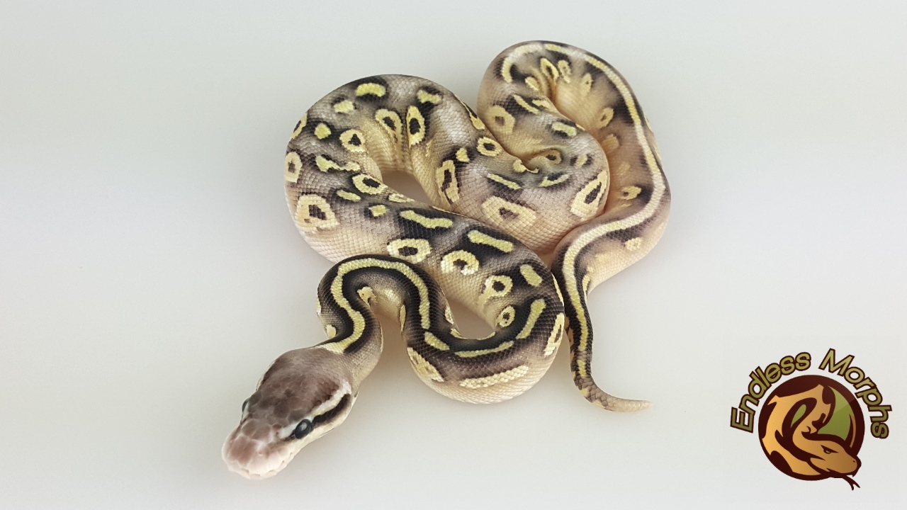 Endless Morphs Königspythons - Informationen zur Haltung von Königspythons