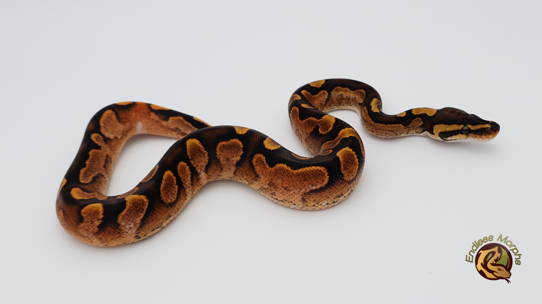 Königspython kaufen - Black Head Het Red Axanthic Phantom Yellow Belly ...