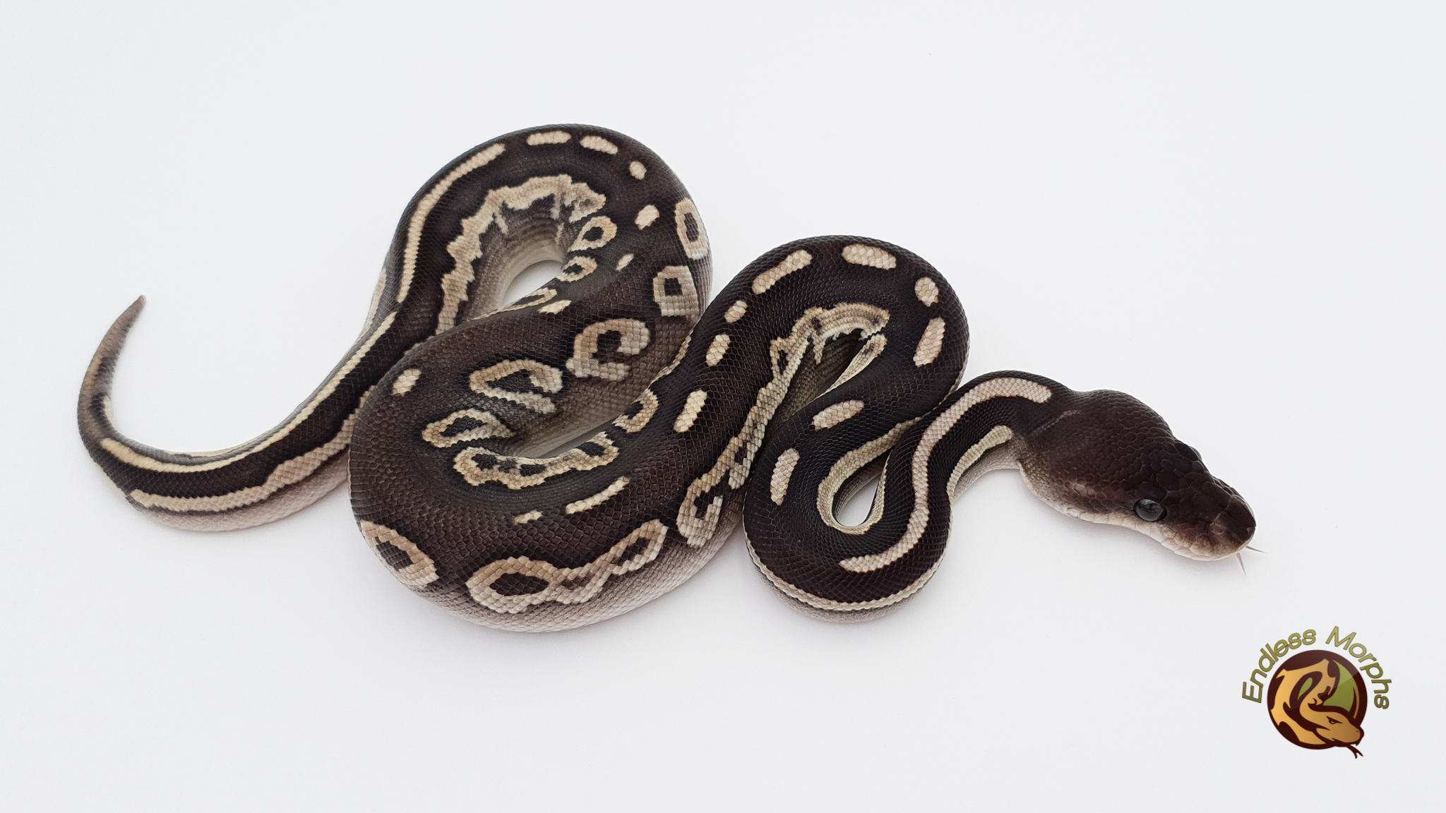 Königspython kaufen - Albino Axanthic Vpi Line Cinnamon Fire Pastel ...