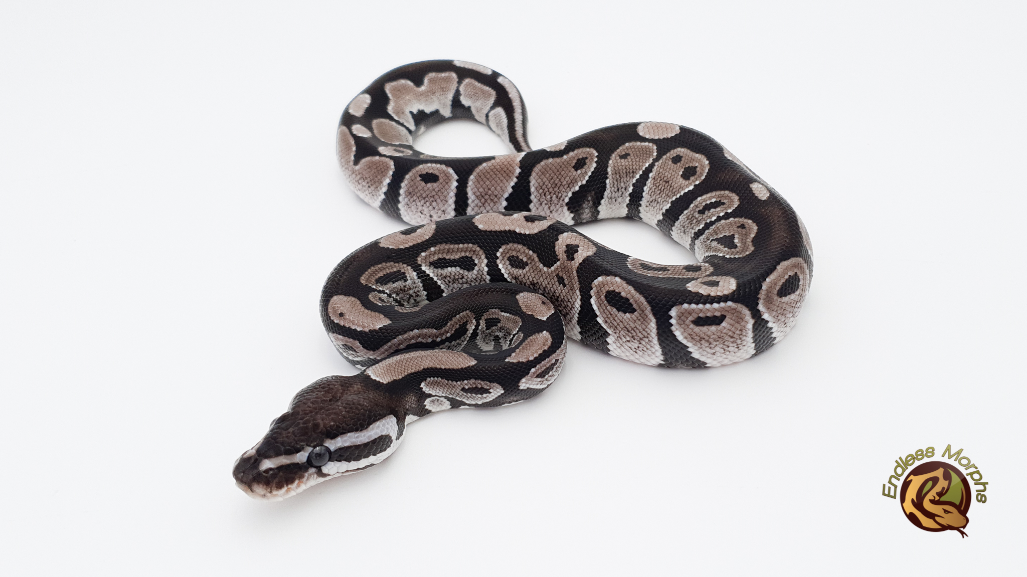 Königspython kaufen - Het Red Axanthic - Endless Morphs Königspython ...