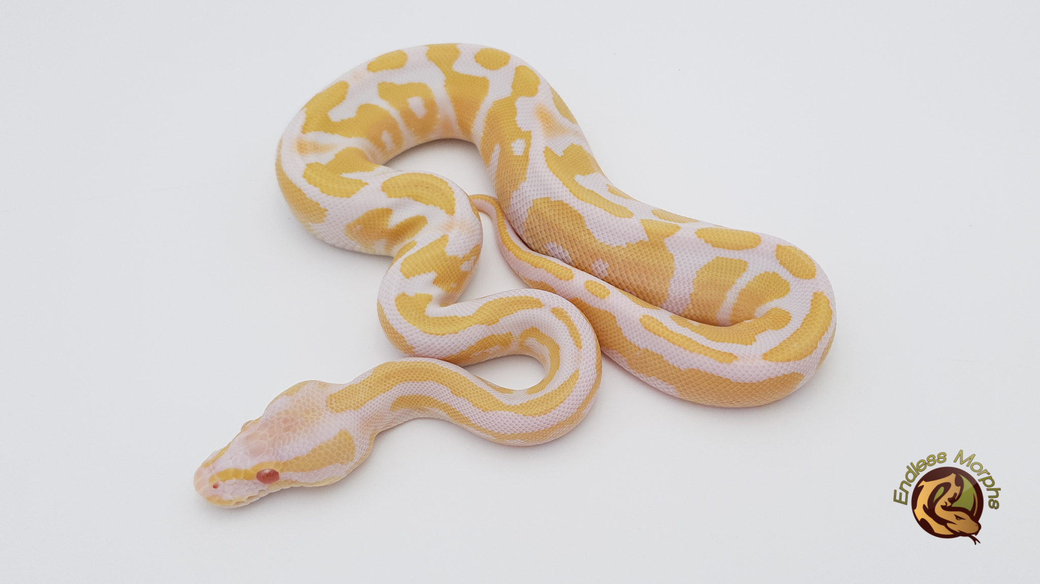 Königspython kaufen - Het Red Axanthic - Endless Morphs Königspython ...
